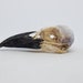 Crow Skull Real Natural Corvus Carone Raven Corvid Taxidermy Gothic ...