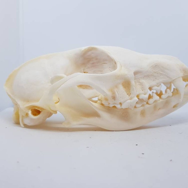Taxidermy Skull - Etsy UK
