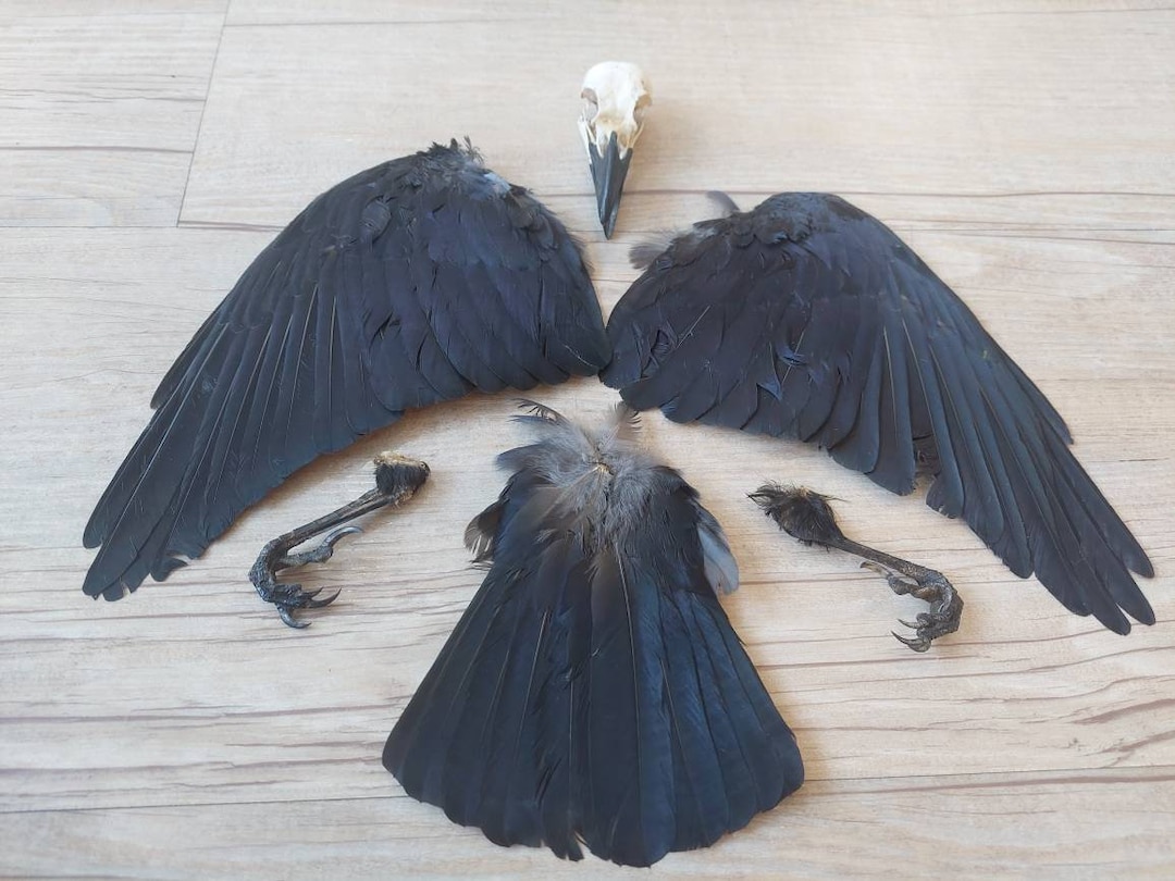 Crow Skull Wings Tail Feet Real Natural Carrion Rook Feathers Corvid ...