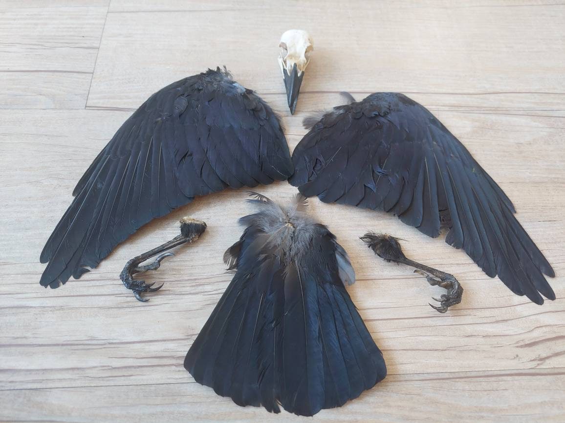 Crow Wings Spread