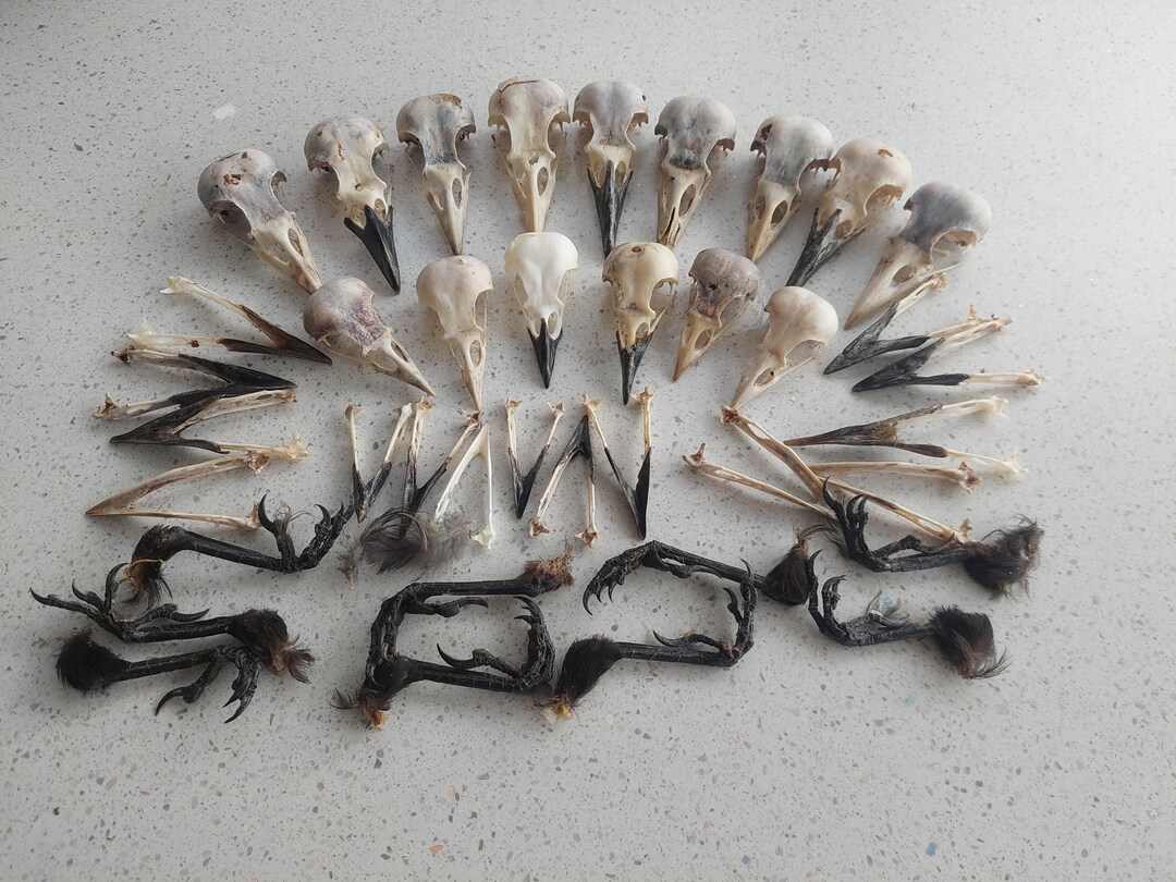 15 Real Crow and Magpie Skulls and Fewt Taxidermy Corvid Raven Gothic ...