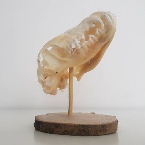 Real Red Fox Skull Display Taxidermy Gothic Weird Curo Skeleton Wolf ...