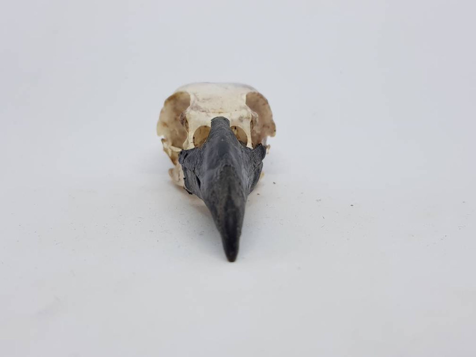 Crow Skull Real Natural Corvus Carone Raven Corvid Taxidermy Gothic ...
