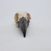 Crow Skull Real Natural Corvus Carone Raven Corvid Taxidermy Gothic ...