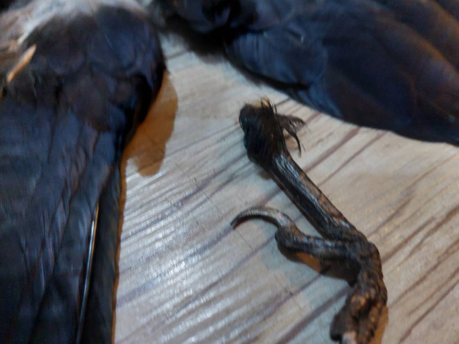 Real Crow Skull Wings Tail Feet Real Natural Carrion Rook Feathers ...
