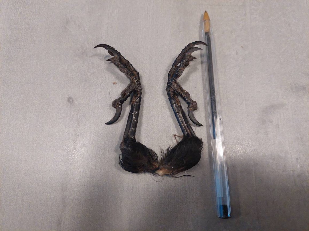 Crow Feet 1 Pair Dried Talons Claws Raven Corvid Taxidermy Gothic Curo ...