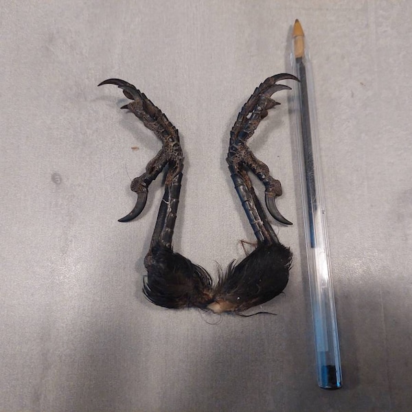 Taxidermy Birds - Etsy