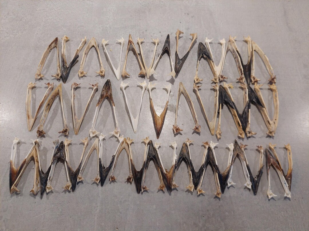 45 Real Crow and Magpie Jaw Bones Beaks Birds Taxidermy Pagan Study ...