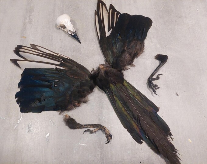 Magpie Crow Skull Wings Tail Feet Real Natural Carrion Rook Feathers ...