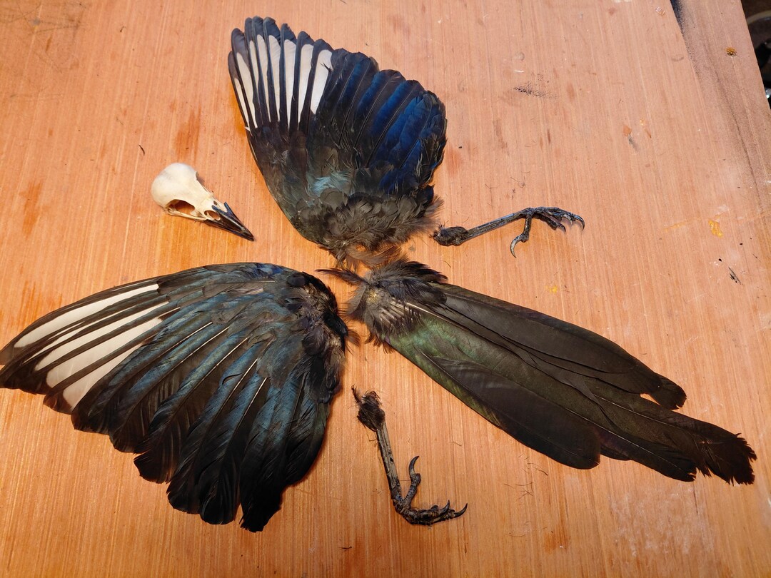 Magpie Skull Wings Tail Feet Real Natural Carrion Crow Rook Feathers ...
