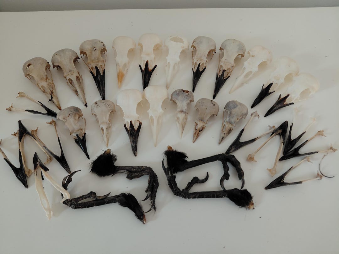 18 Real Crow and Magpie Skulls Jaws and Feet Taxidermy Corvid Raven ...
