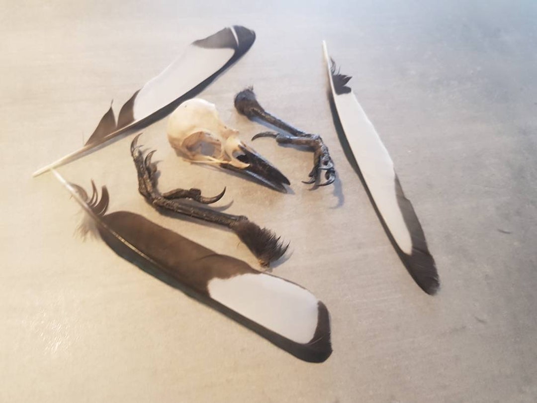 Magpie Crow Skull With Feet and Feathers Talons Claw Raven Corvid ...