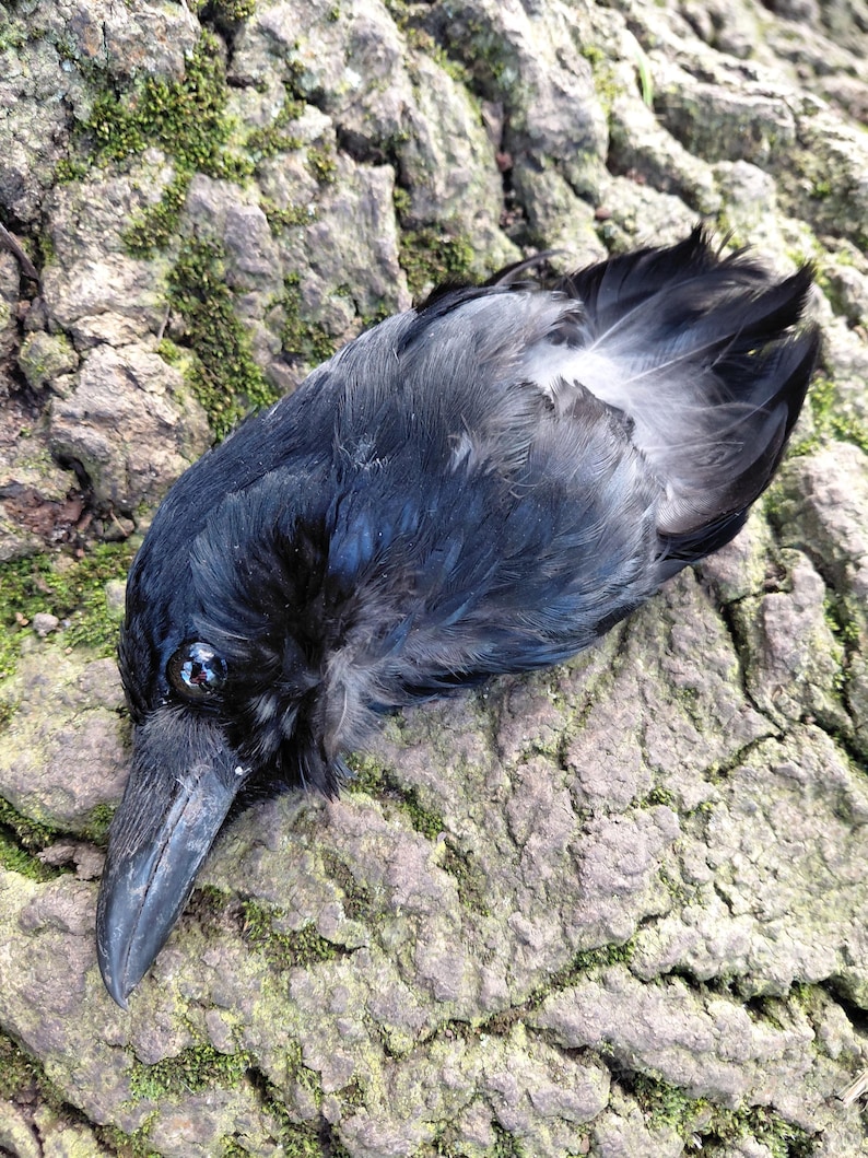 Crow Skull Head Real Natural Carrion Crow Raven Taxidermy Gothic Weird ...