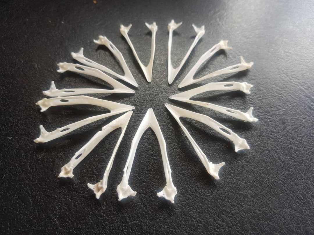 10 Real Magpie Jaw Bones Beaks Birds Taxidermy Pagan Study Skeleton ...