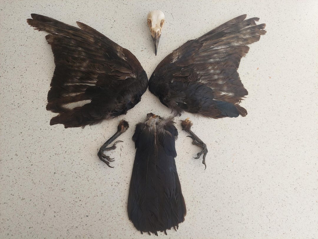 Rare Pied Crow Skull Wings Tail Feet Real Natural Carrion Rook Feathers ...