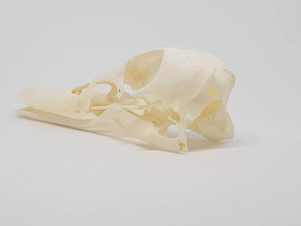 Real Mallard Duck Bird Skull Taxidermy Macabre Gothic Pagan Art and ...