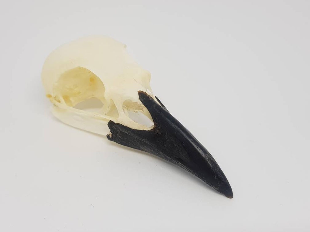 Real Carrion Crow Skull Corvus Carone Raven Corvid Taxidermy Gothic ...