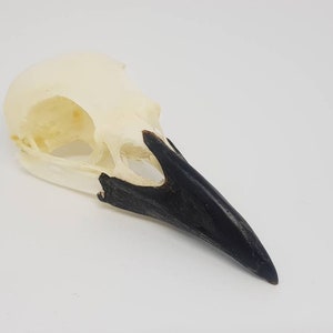 Real Carrion Crow Skull Corvus Carone Raven Corvid Taxidermy Gothic ...