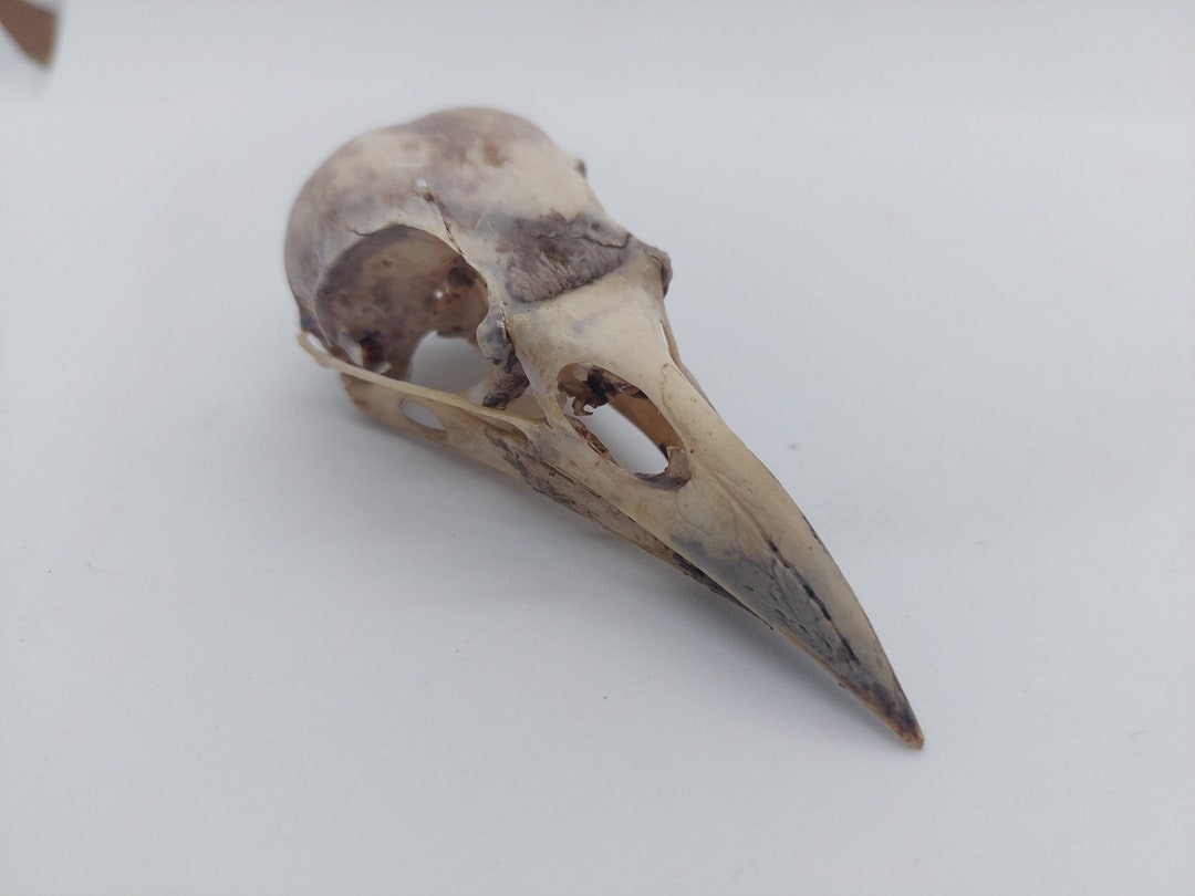 Crow Skull Real Corvus Carone Corvid Taxidermy Gothic Curo Study ...