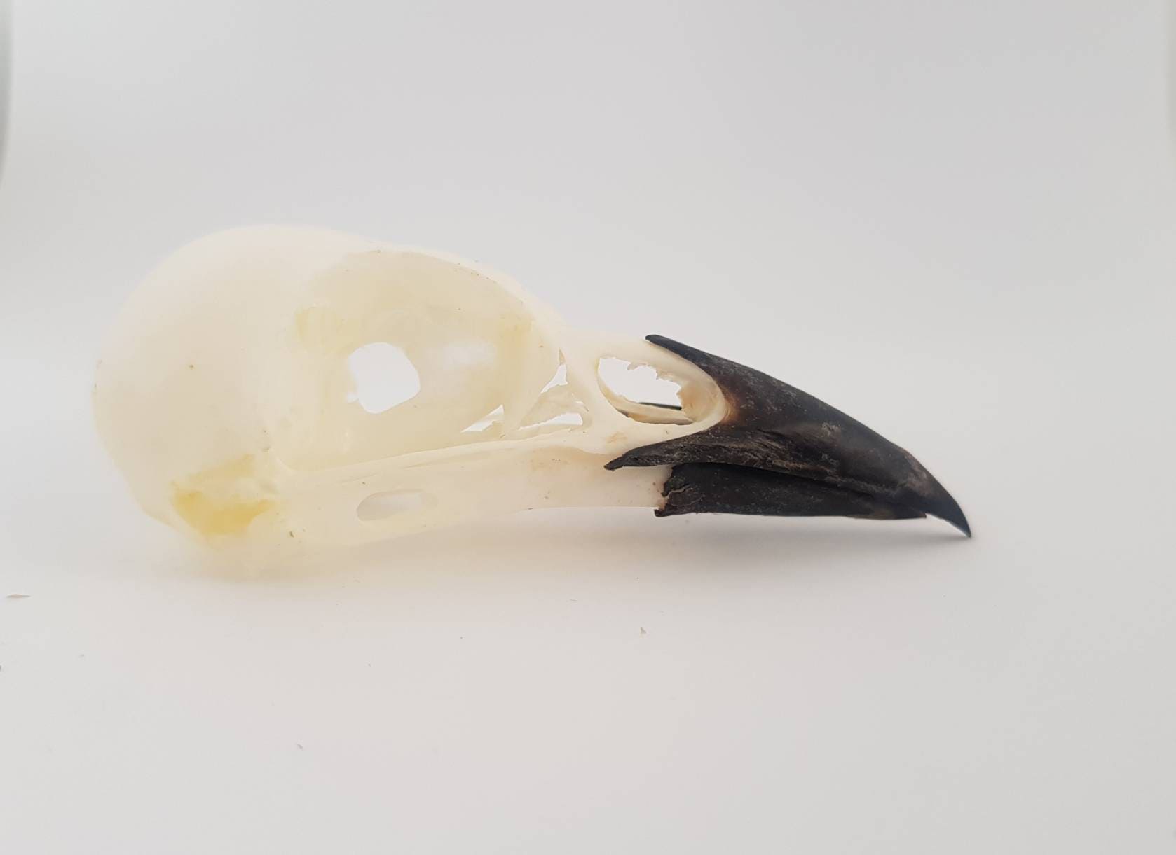 2 Real Magpie Crow Skull Corvid Taxidermy Bird Macabre Gothic | Etsy