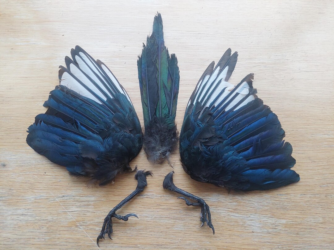 Magpie Crow Wings Tail Feet Real Natural Carrion Rook Feathers Corvid ...