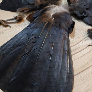 Real Crow Skull Wings Tail Feet Real Natural Carrion Rook Feathers ...