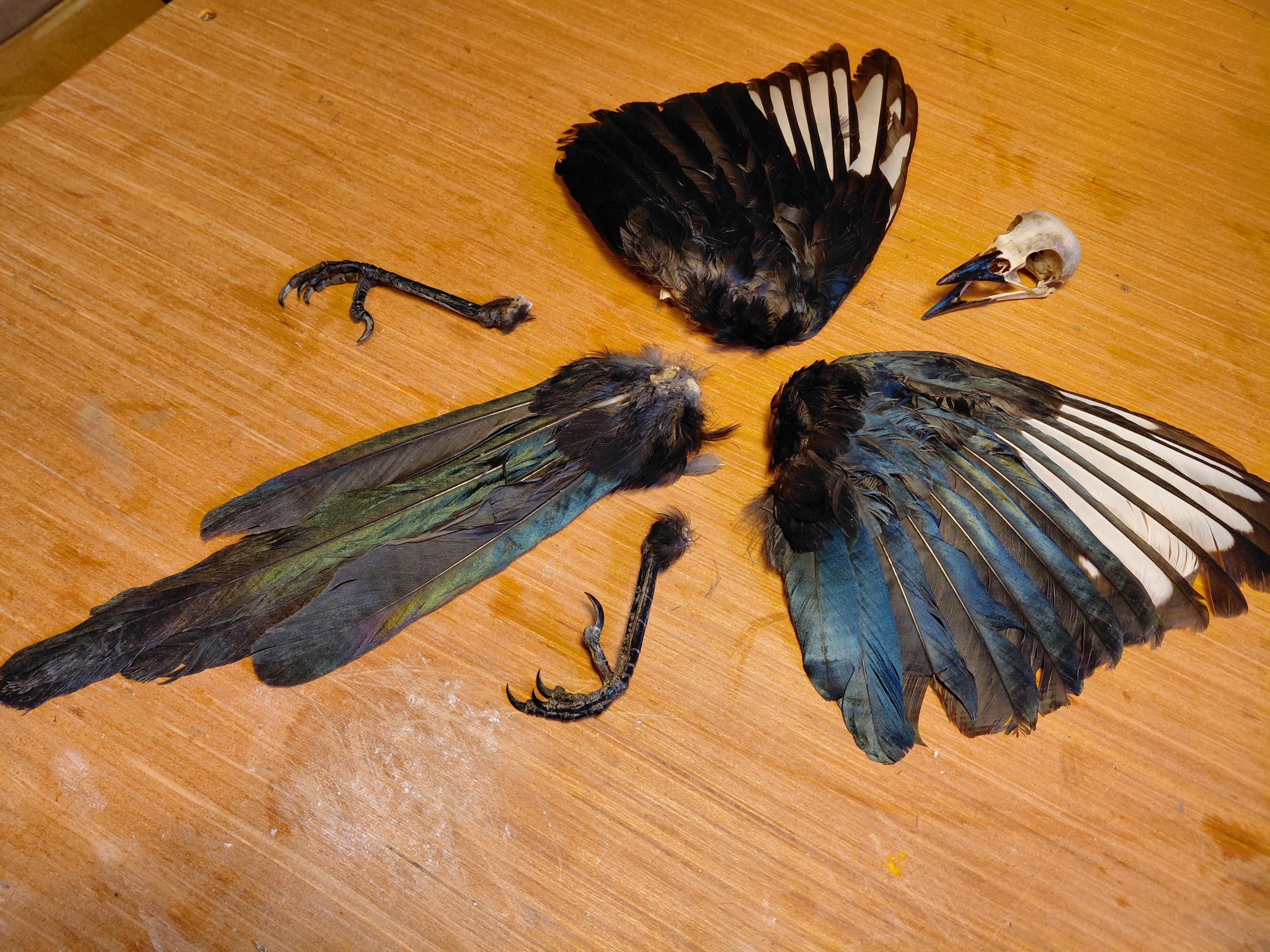 Magpie Skull Wings Tail Feet Real Natural Carrion Crow Rook Feathers ...