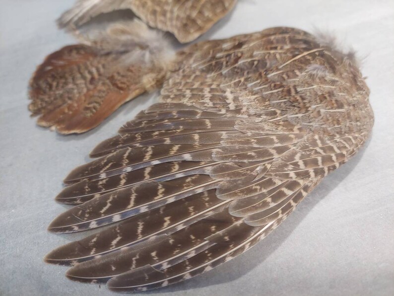 Real English Partridge Wings and Tail Feathers Corvid - Etsy UK