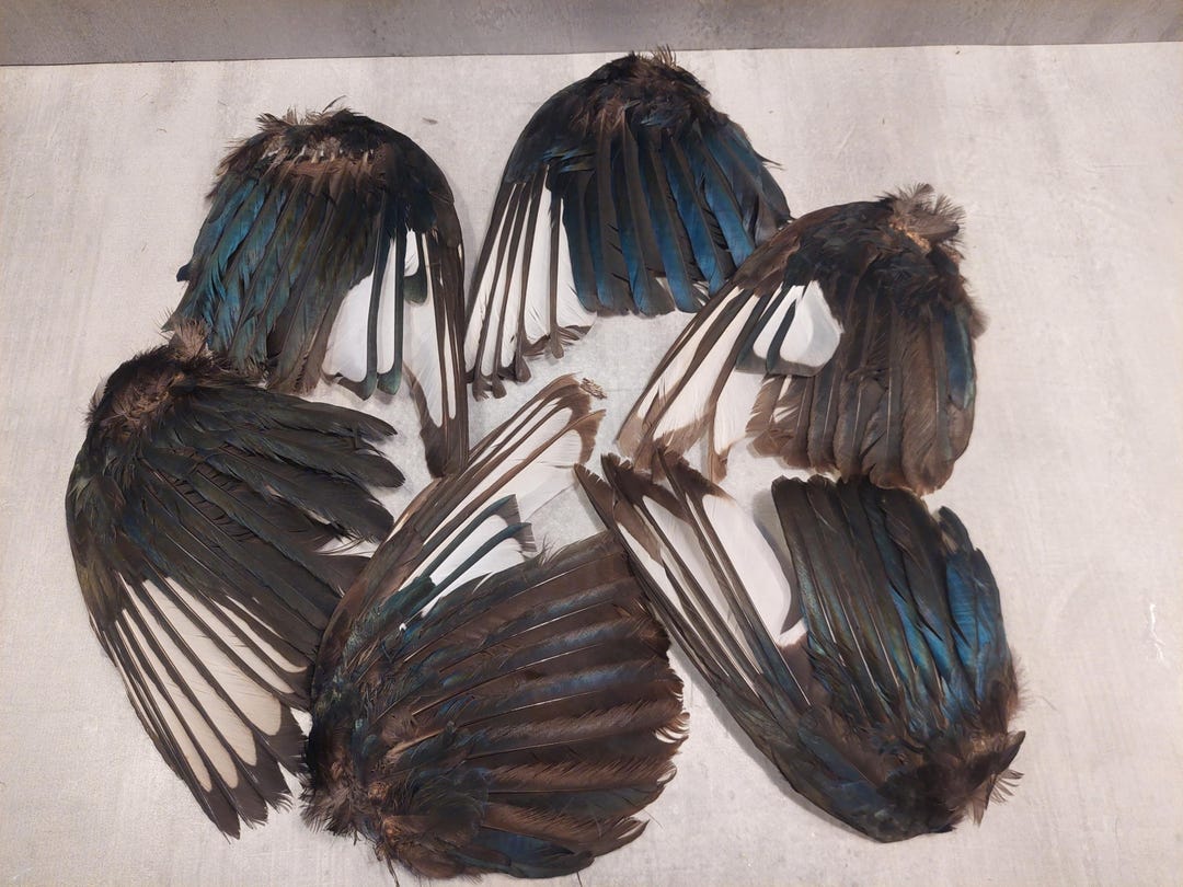 6 Real Magpie Crow Wings Corvid Taxidermy Gothic Curo Study Skeleton ...
