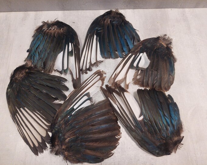 6 Real Magpie Crow Wings Corvid Taxidermy Gothic Curo Study Skeleton ...