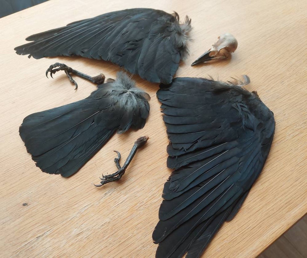Jackdaw Crow Skull Wings Tail Feet Real Natural Carrion Rook Feathers ...