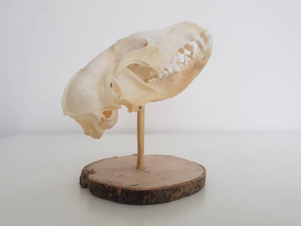 Real Red Fox skull display Taxidermy Gothic weird Curo | Etsy