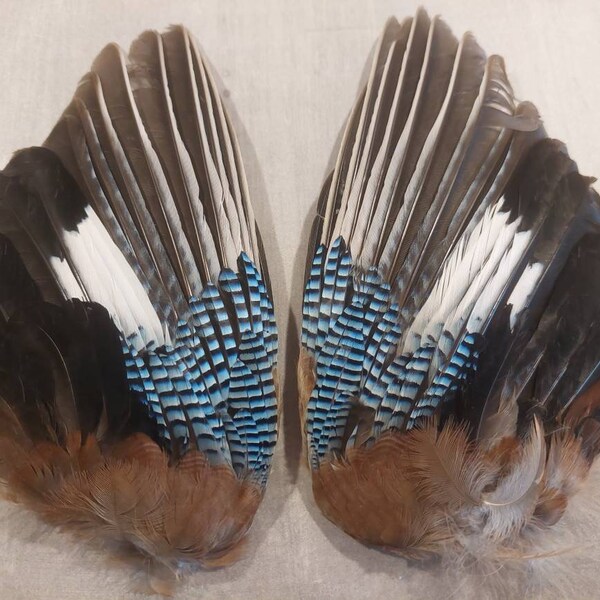 Raven Taxidermy - Etsy