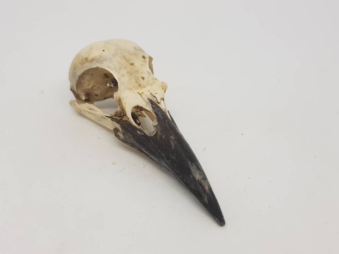 20 Crow Skull Real Natural Rook Skull Raven Corvid Taxidermy Gothic ...