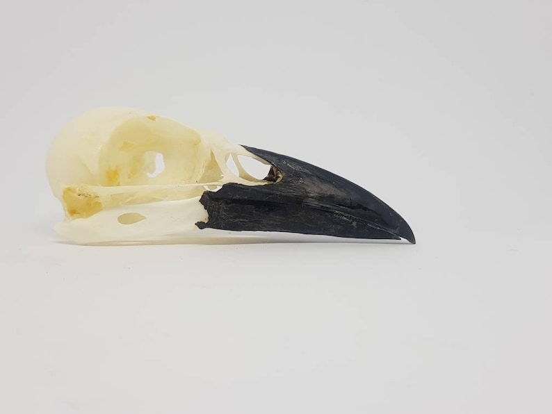 Real Carrion Crow Skull Corvus Carone Raven Corvid Taxidermy Gothic ...