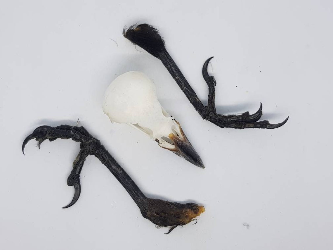 Magpie Crow Skull With Feet Talons Claw Crow Raven Corvid - Etsy