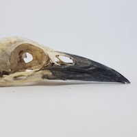 Crow Feet 3 Pairs 1 Carrion Crow 1 Magpie and 1 Jay Dried Talons Claws ...