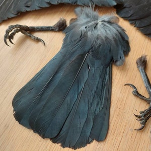 Jackdaw Crow Skull Wings Tail Feet Real Natural Carrion Rook Feathers ...