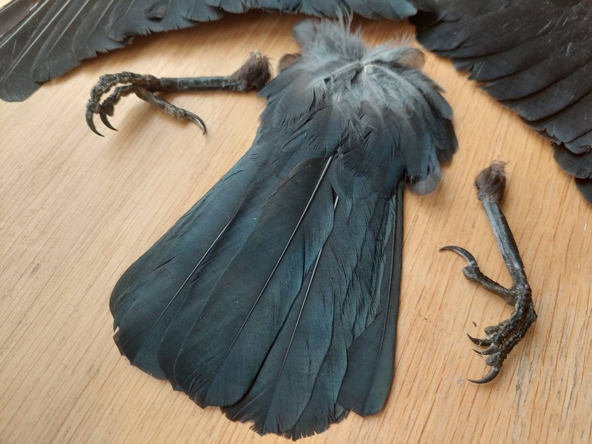 Jackdaw Crow Skull Wings Tail Feet Real Natural Carrion Rook Feathers ...