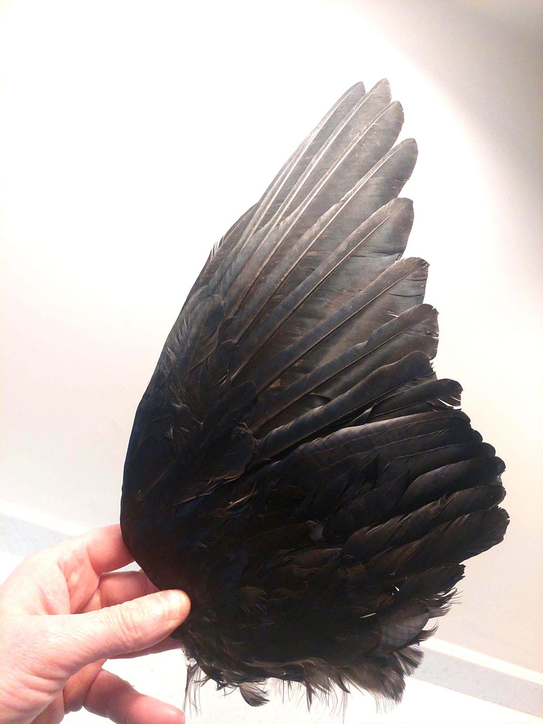 Crow Wing Carrion Corvid Taxidermy Gothic Curo Study Skeleton Bird ...