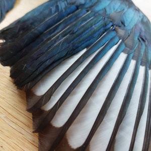 Real Magpie Crow Wings A1 Quality Corvid Taxidermy Gothic Curo Study ...