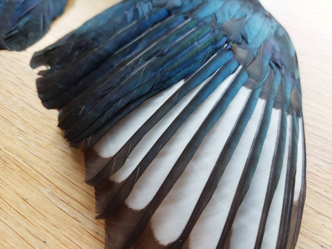 Real Magpie Crow Wings A1 Quality Corvid Taxidermy Gothic Curo - Etsy UK