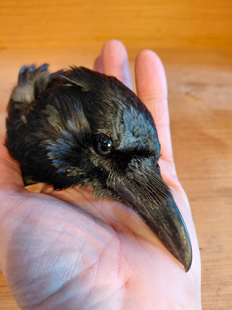 Crow Skull Head Real Natural Carrion Crow Raven Taxidermy Gothic Weird ...