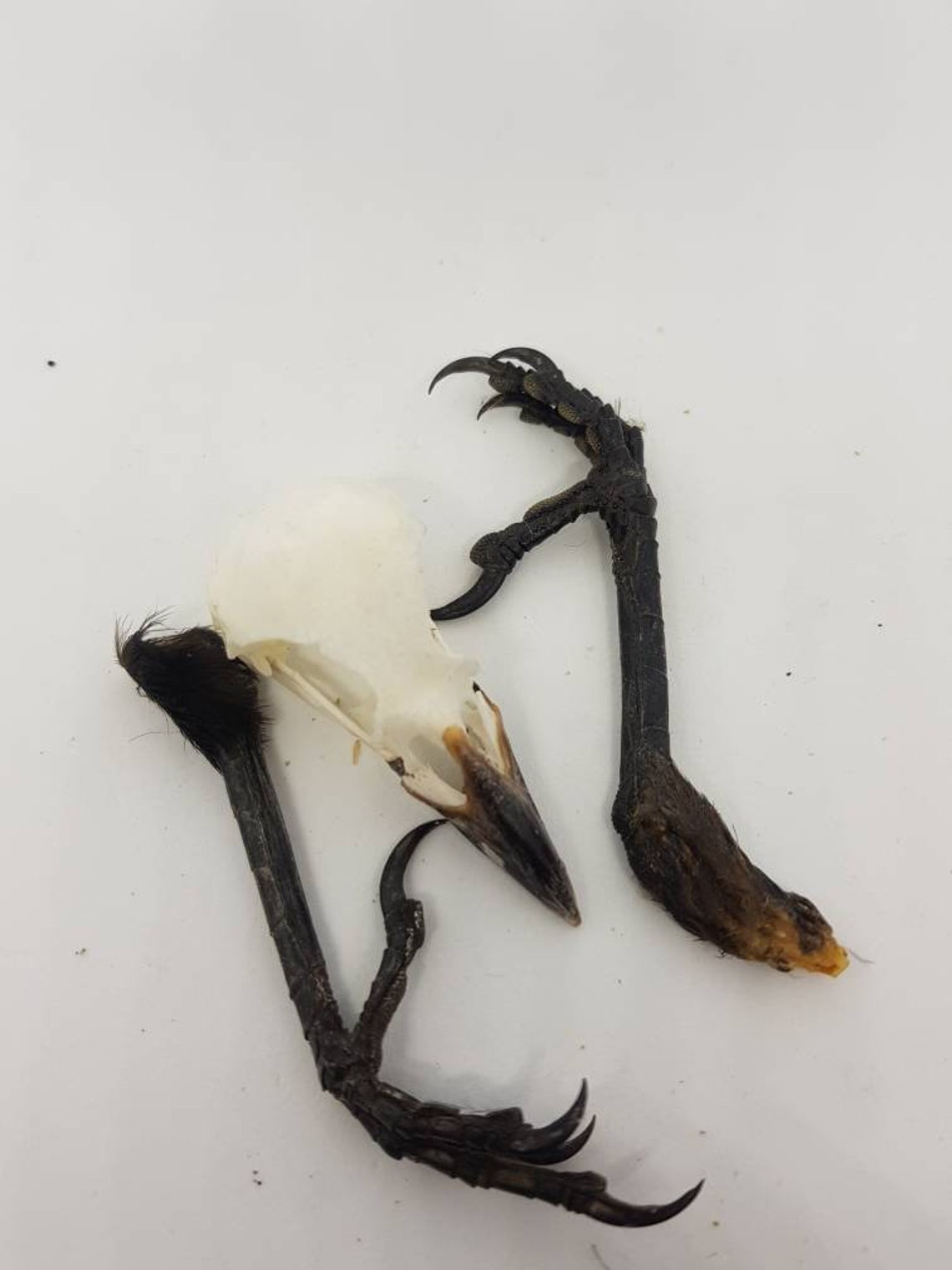 Magpie Crow Skull With Feet Talons Claw Crow Raven Corvid - Etsy