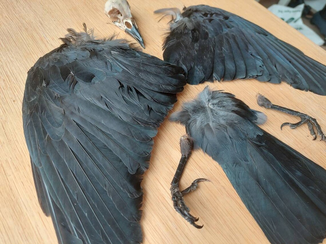 Jackdaw Crow Skull Wings Tail Feet Real Natural Carrion Rook Feathers ...