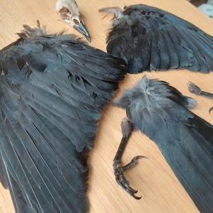Jackdaw Crow Skull Wings Tail Feet Real Natural Carrion Rook Feathers ...