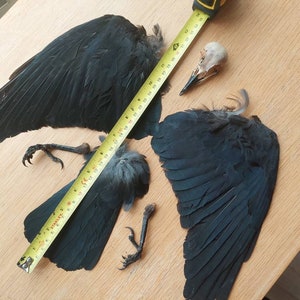 Jackdaw Crow Skull Wings Tail Feet Real Natural Carrion Rook Feathers ...