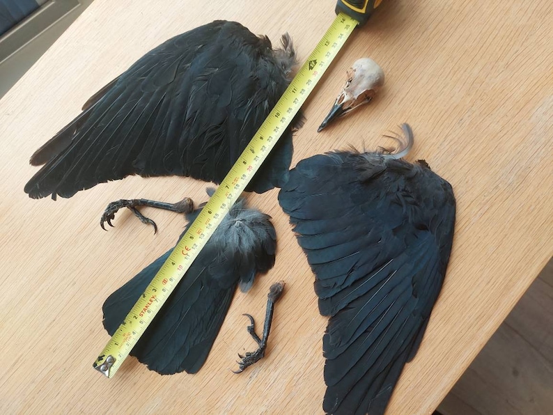 Jackdaw Crow Skull Wings Tail Feet Real Natural Carrion Rook Feathers ...