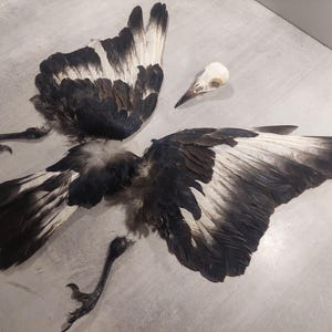 Rare Crow Skull Wings Tail Feet Pied Real Natural Carrion Rook Feathers ...