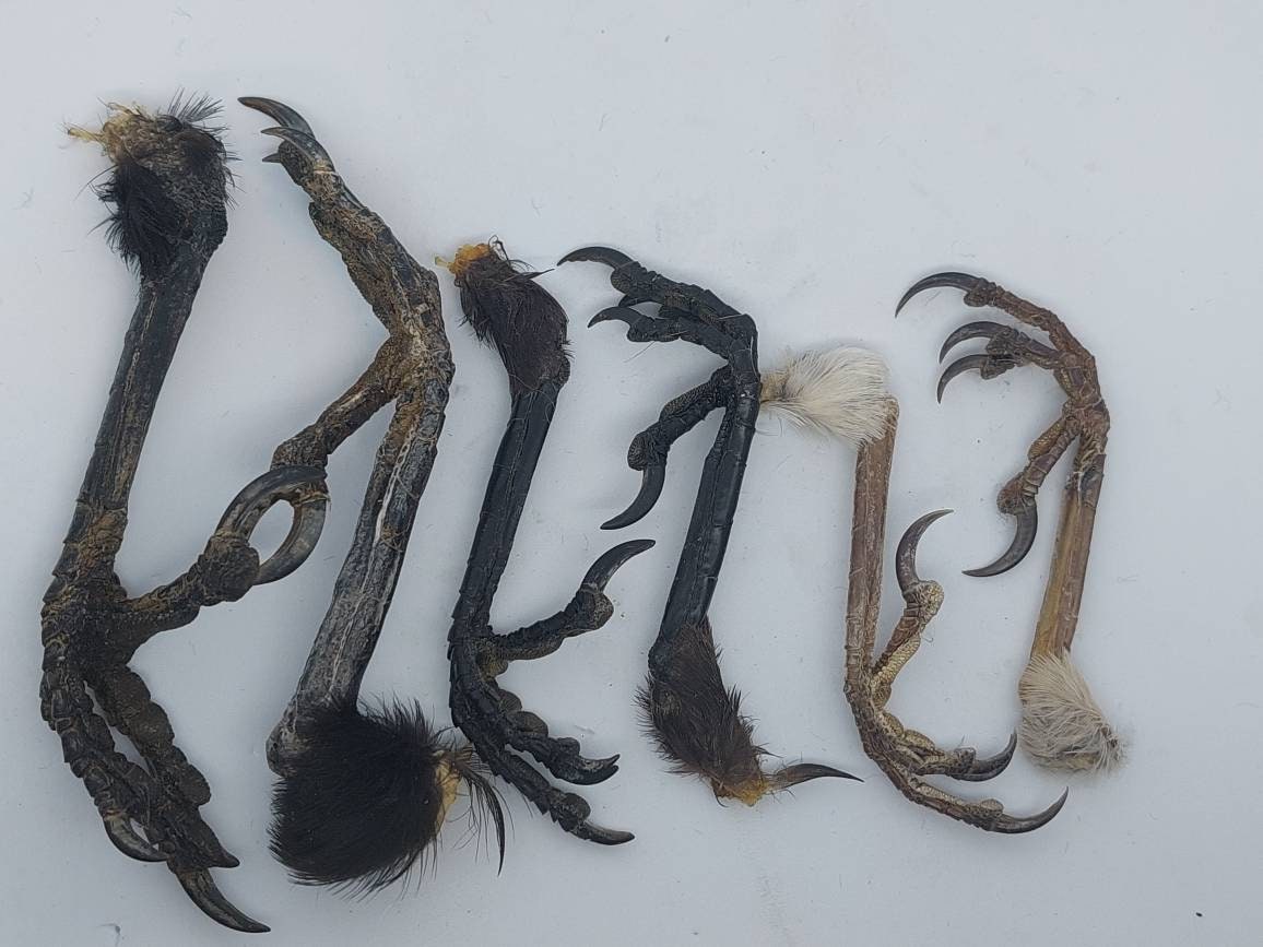 Crow Feet 3 Pairs 1 Carrion Crow 1 Magpie and 1 Jay Dried Talons Claws ...